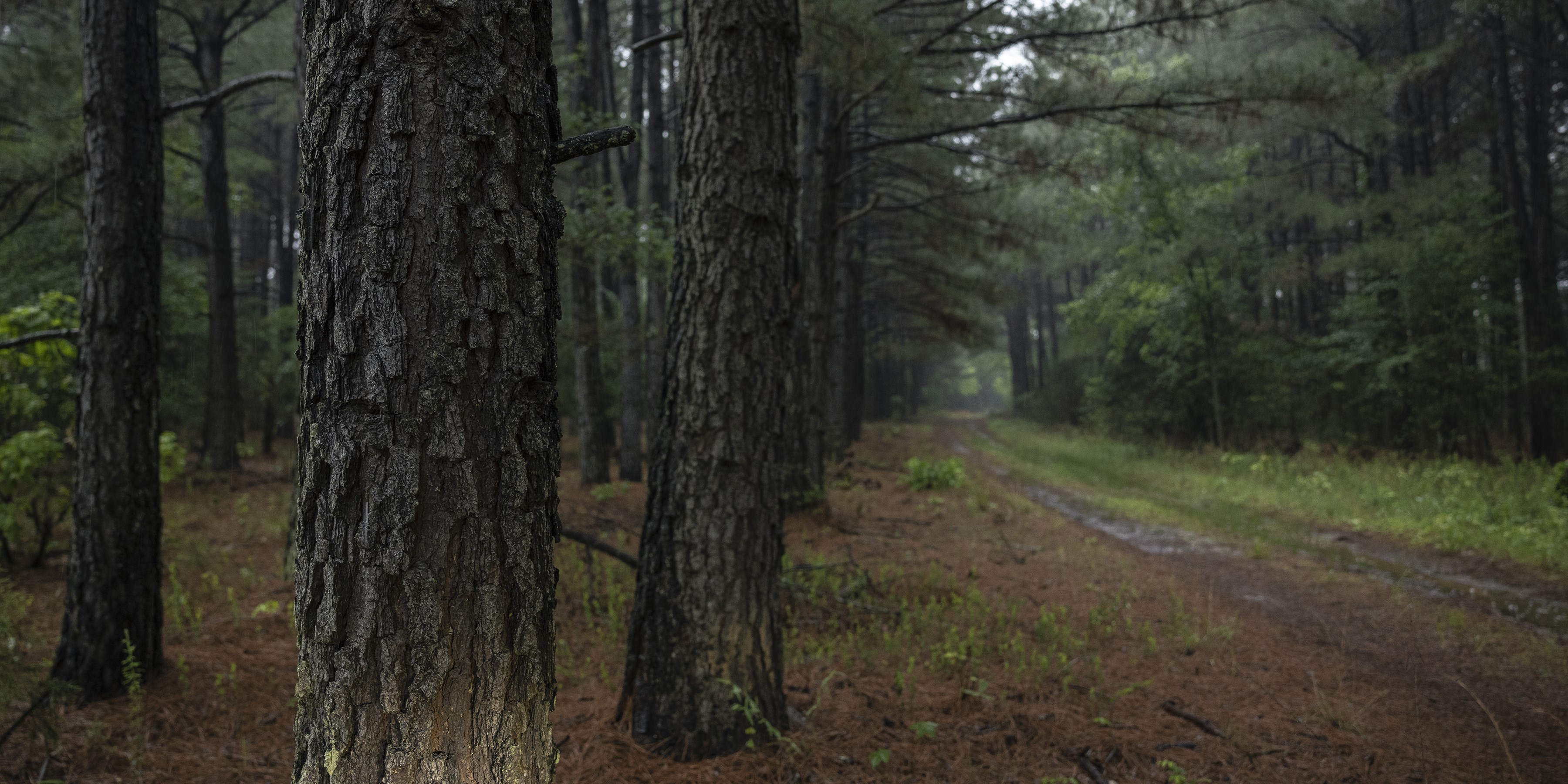 Locations Hub - Cherokee Wildlife Refuge - Forest Road