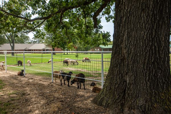 Locations Hub - Leach Livestock Auction