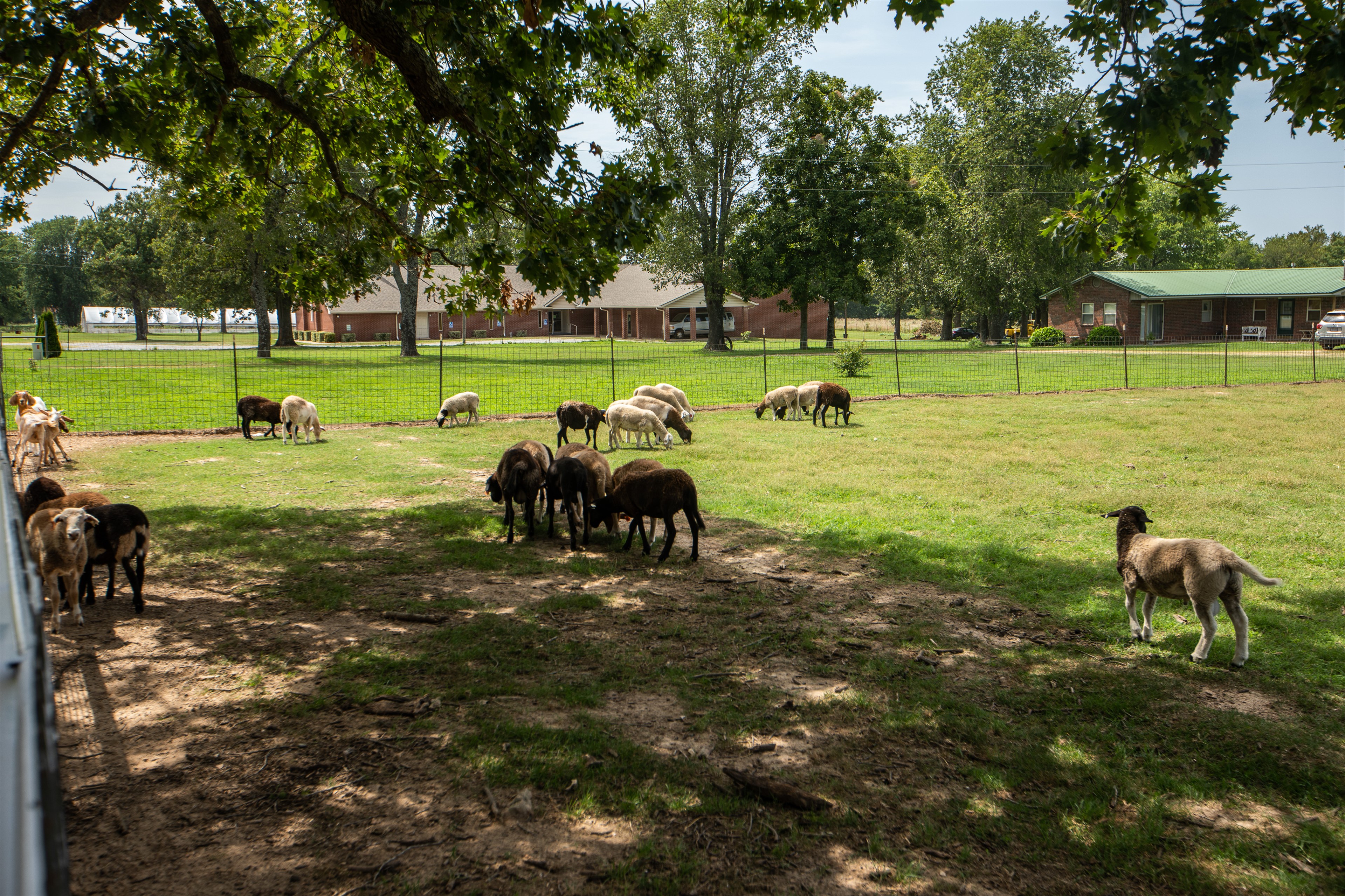 Locations Hub - Leach Livestock Auction