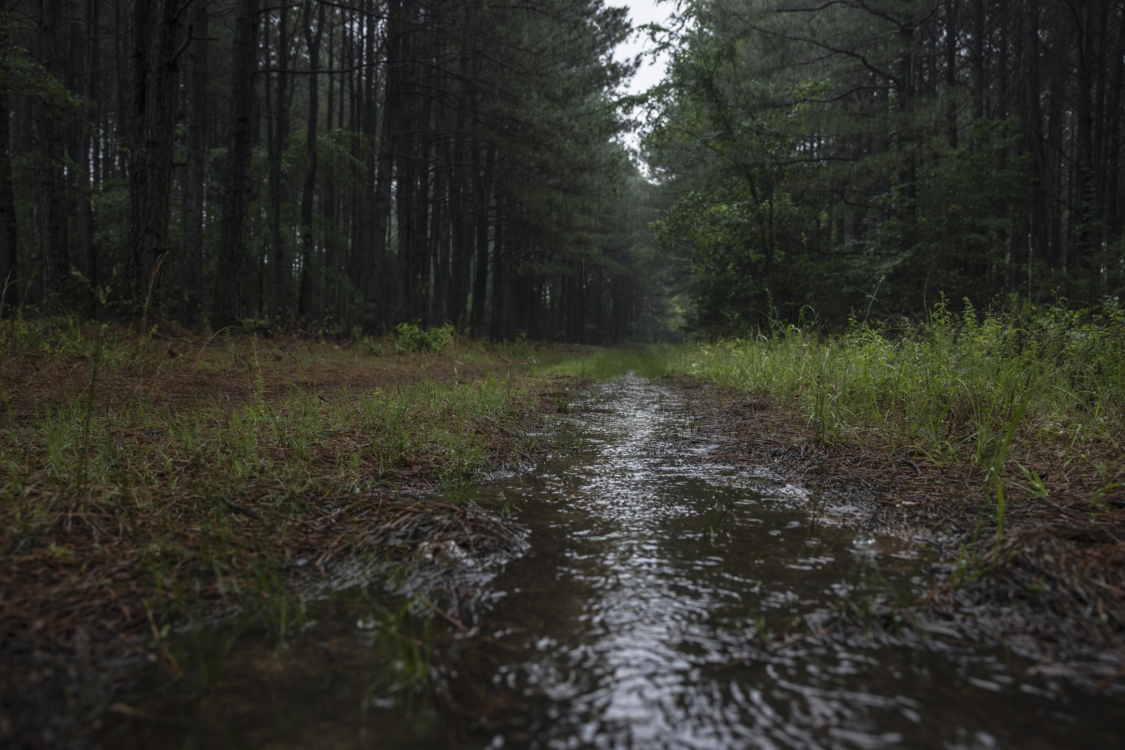 Locations Hub - Cherokee Wildlife Refuge - Forest Road